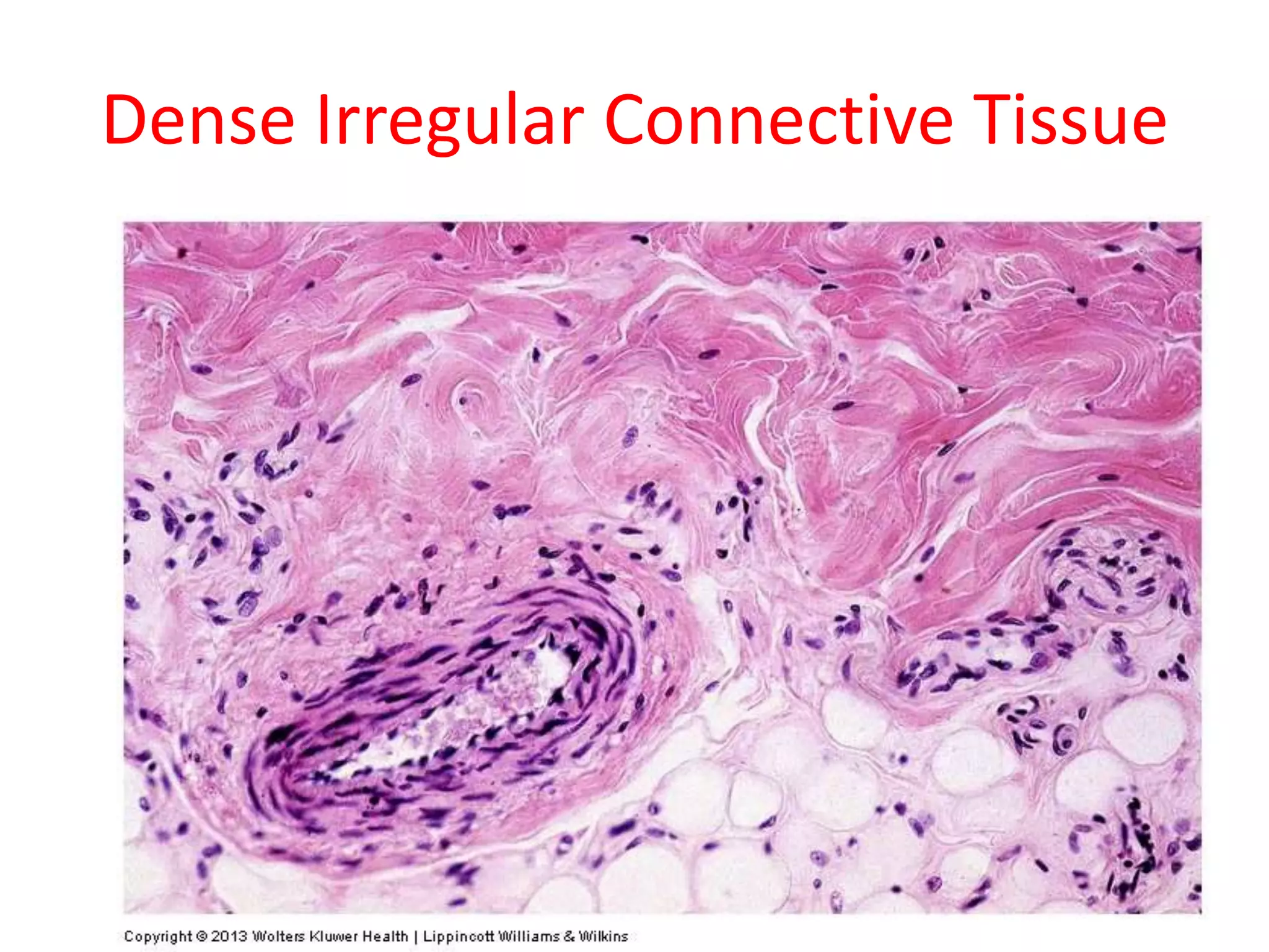 Histology of Connective Tissue.pptx