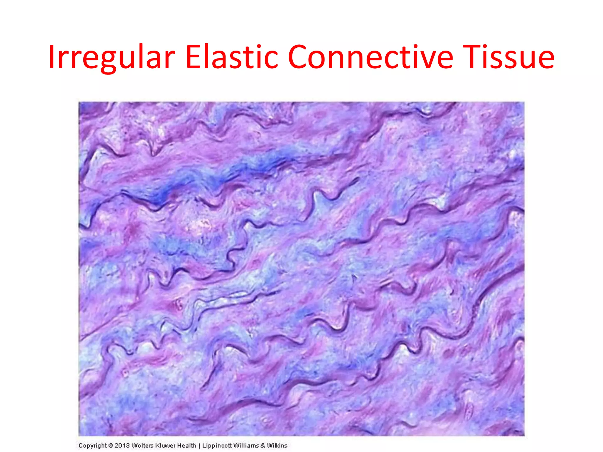 Histology of Connective Tissue.pptx