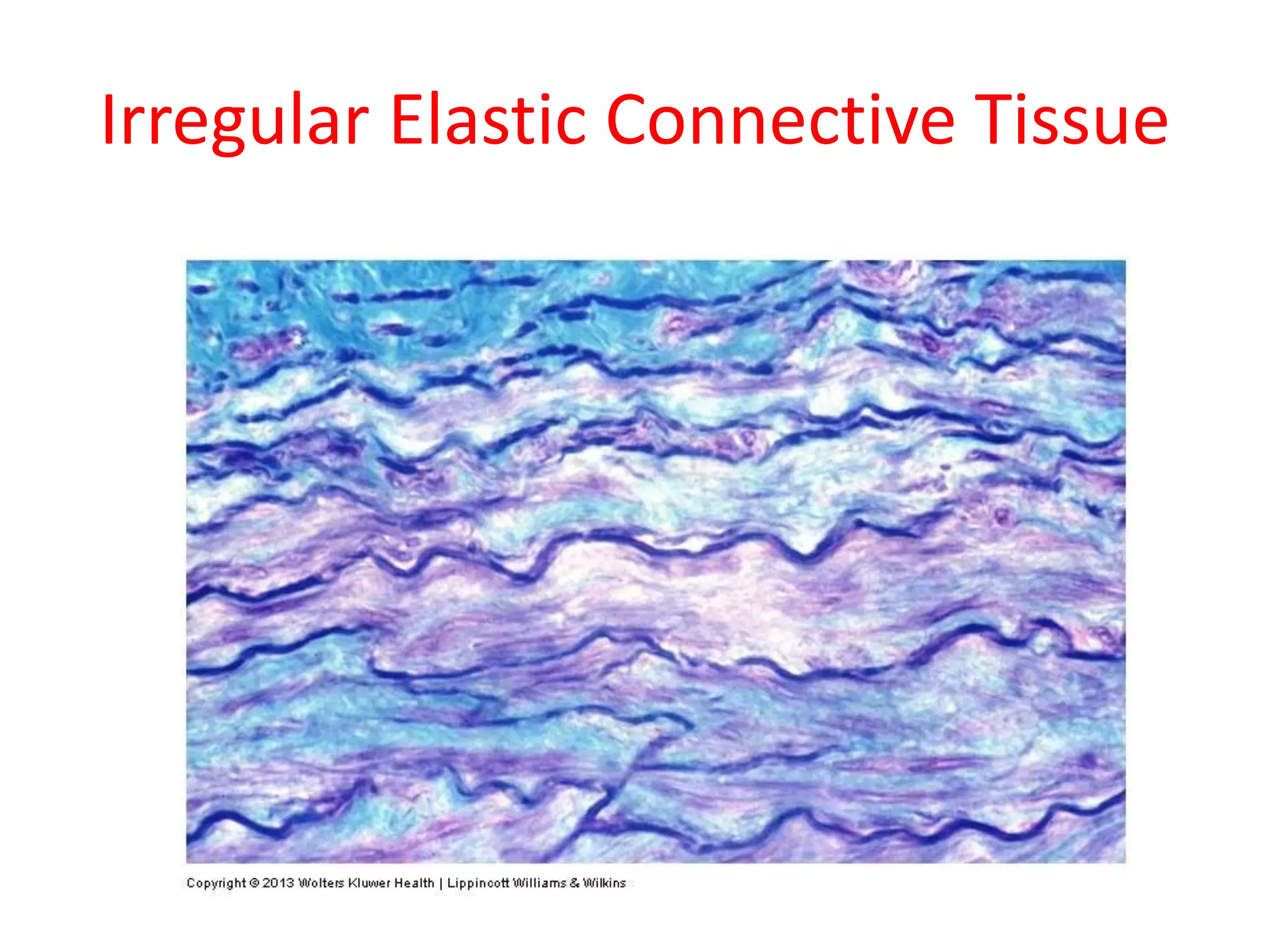 Histology of Connective Tissue.pptx