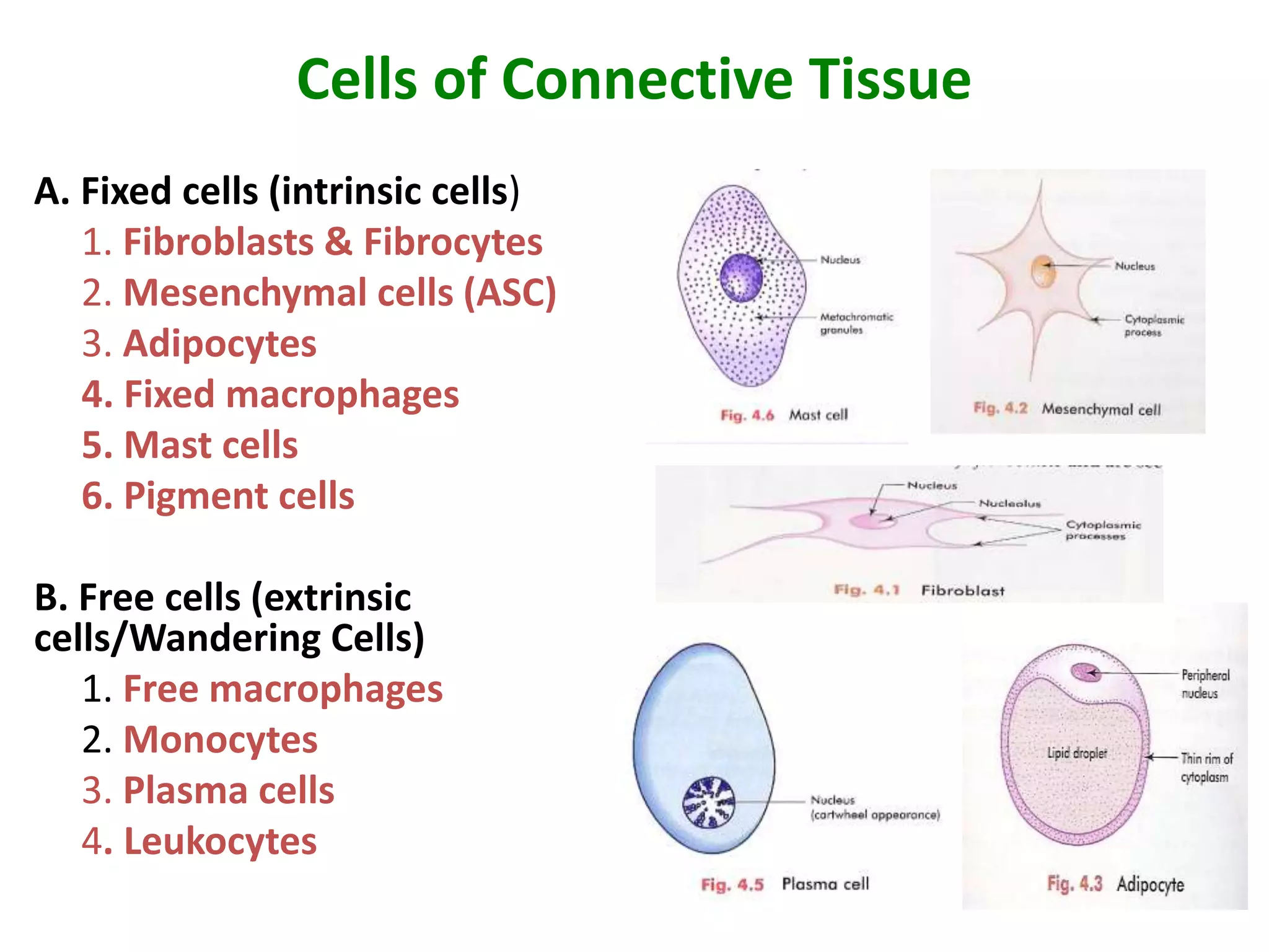 Histology of Connective Tissue.pptx