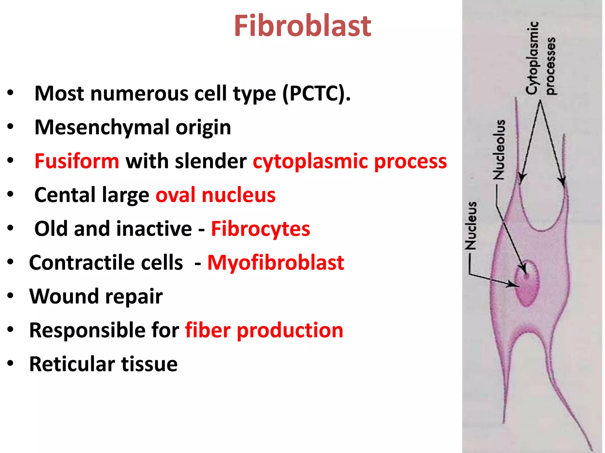 Histology of Connective Tissue.pptx