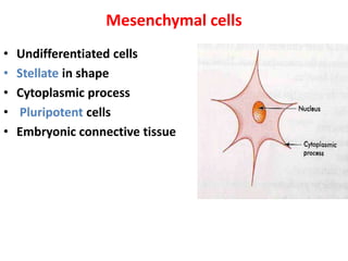 Histology of Connective Tissue.pptx