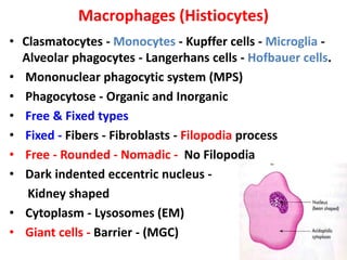 Histology of Connective Tissue.pptx