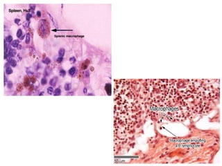 Histology of Connective Tissue.pptx