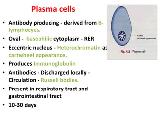 Histology of Connective Tissue.pptx