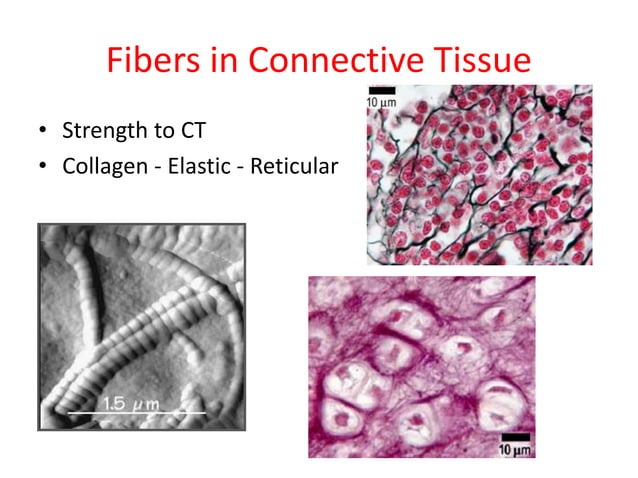 Histology of Connective Tissue.pptx