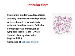 Histology of Connective Tissue.pptx
