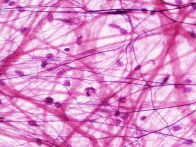 Histology of Connective Tissue.pptx