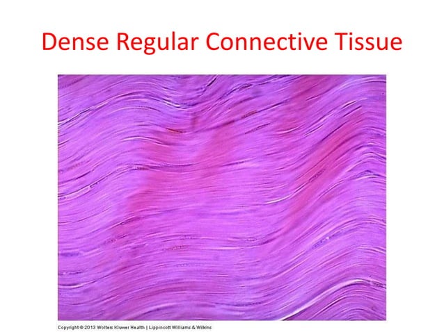 Histology of Connective Tissue.pptx