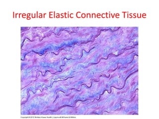 Histology of Connective Tissue.pptx