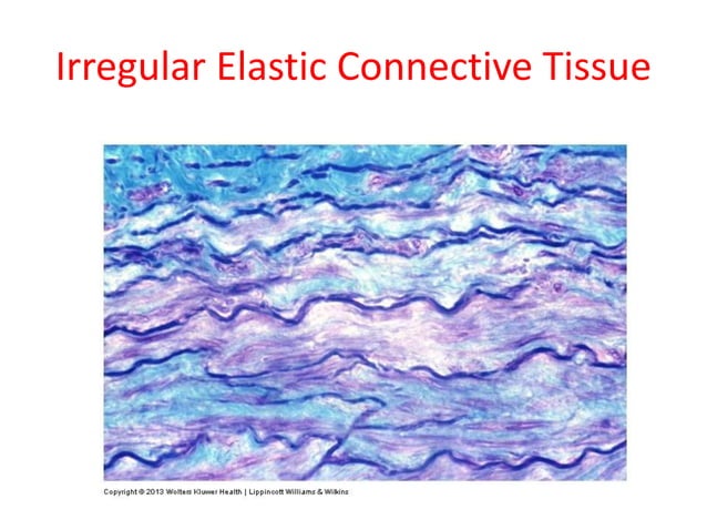 Histology of Connective Tissue.pptx