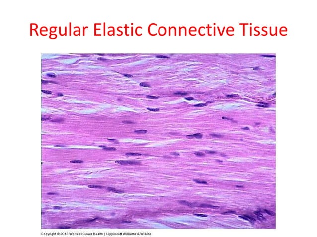 Histology of Connective Tissue.pptx