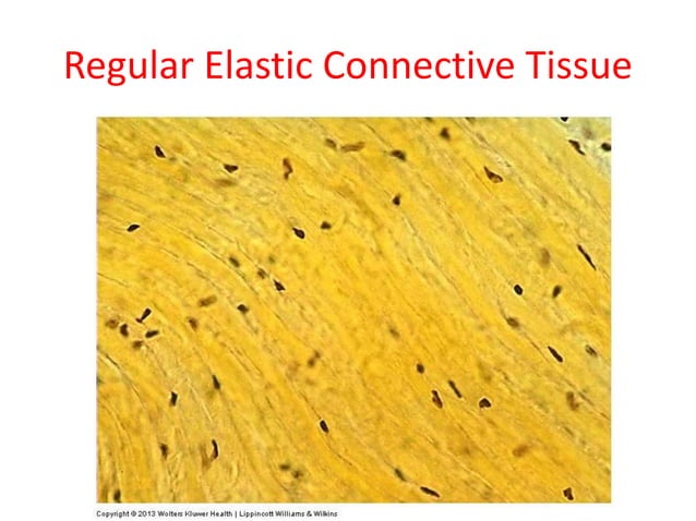 Histology of Connective Tissue.pptx