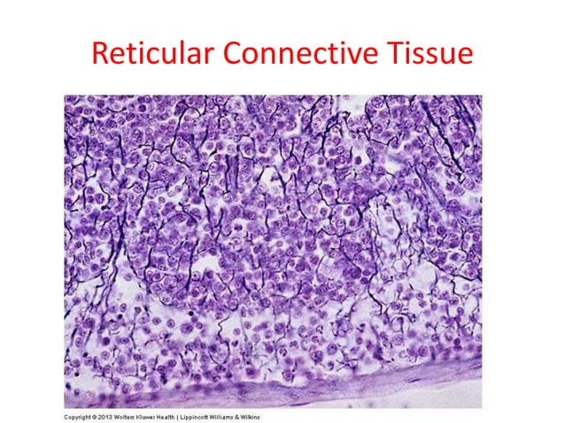Histology of Connective Tissue.pptx