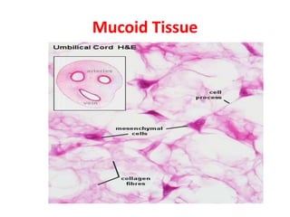 Histology of Connective Tissue.pptx