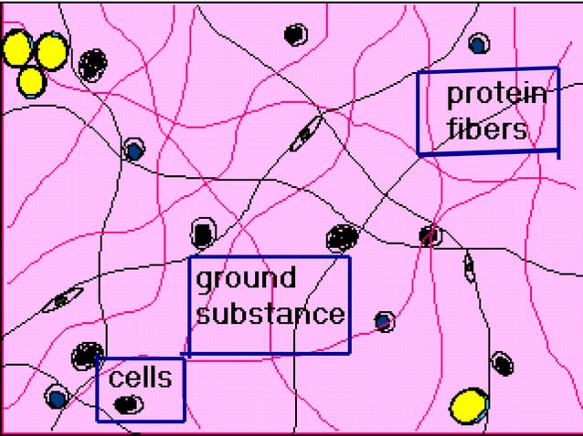 Histology of Connective Tissue.pptx