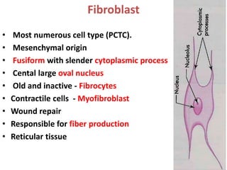 Histology of Connective Tissue.pptx