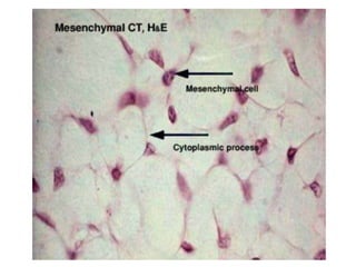 Mesenchymal Connective Tissue