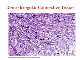 Dense Irregular Tissue Under Microscope