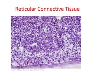 Reticular Connective Tissue