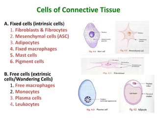 Histology of Connective Tissue.pptx