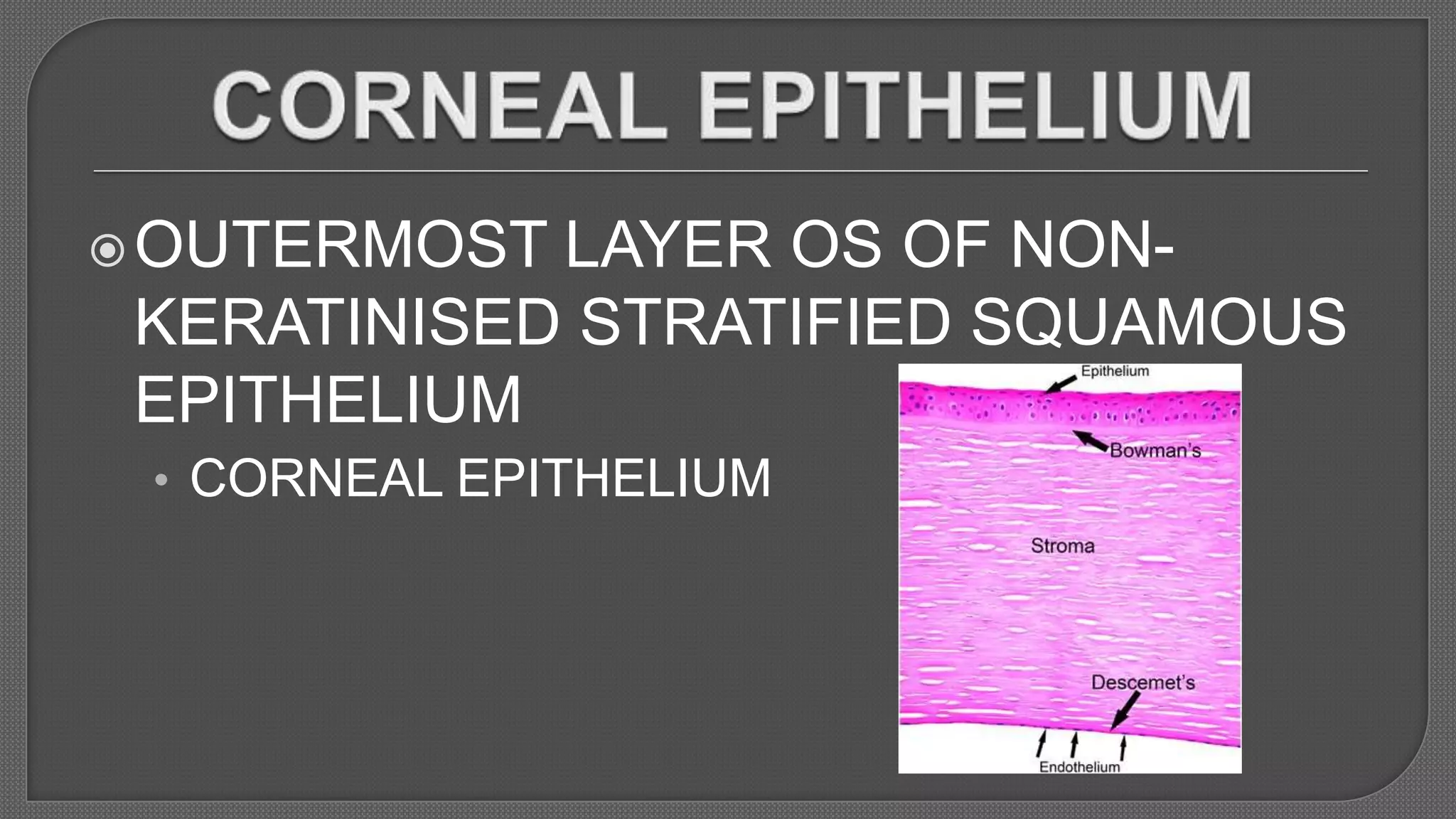 Histology of Cornea | PPTX