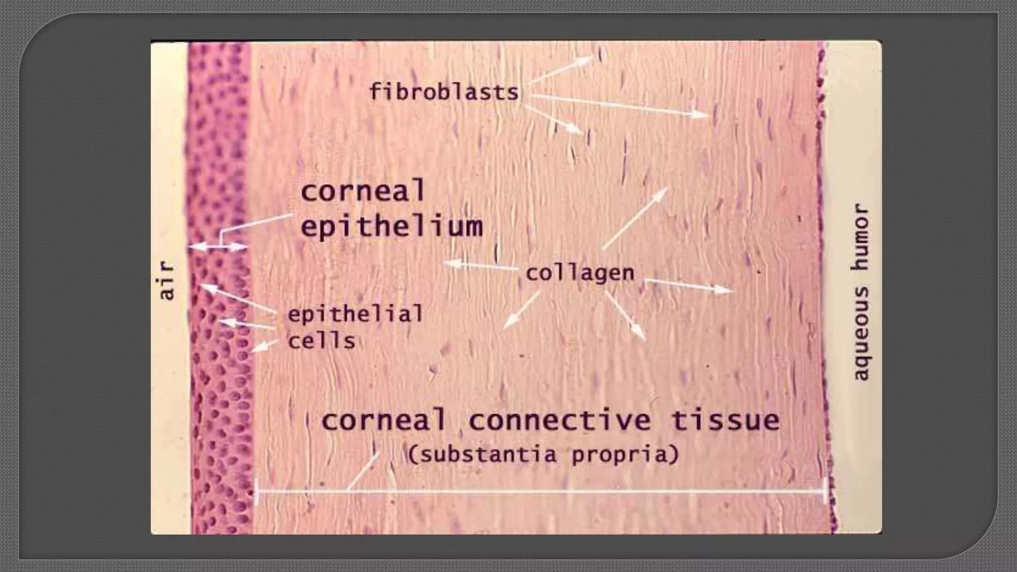 Histology of Cornea | PPTX