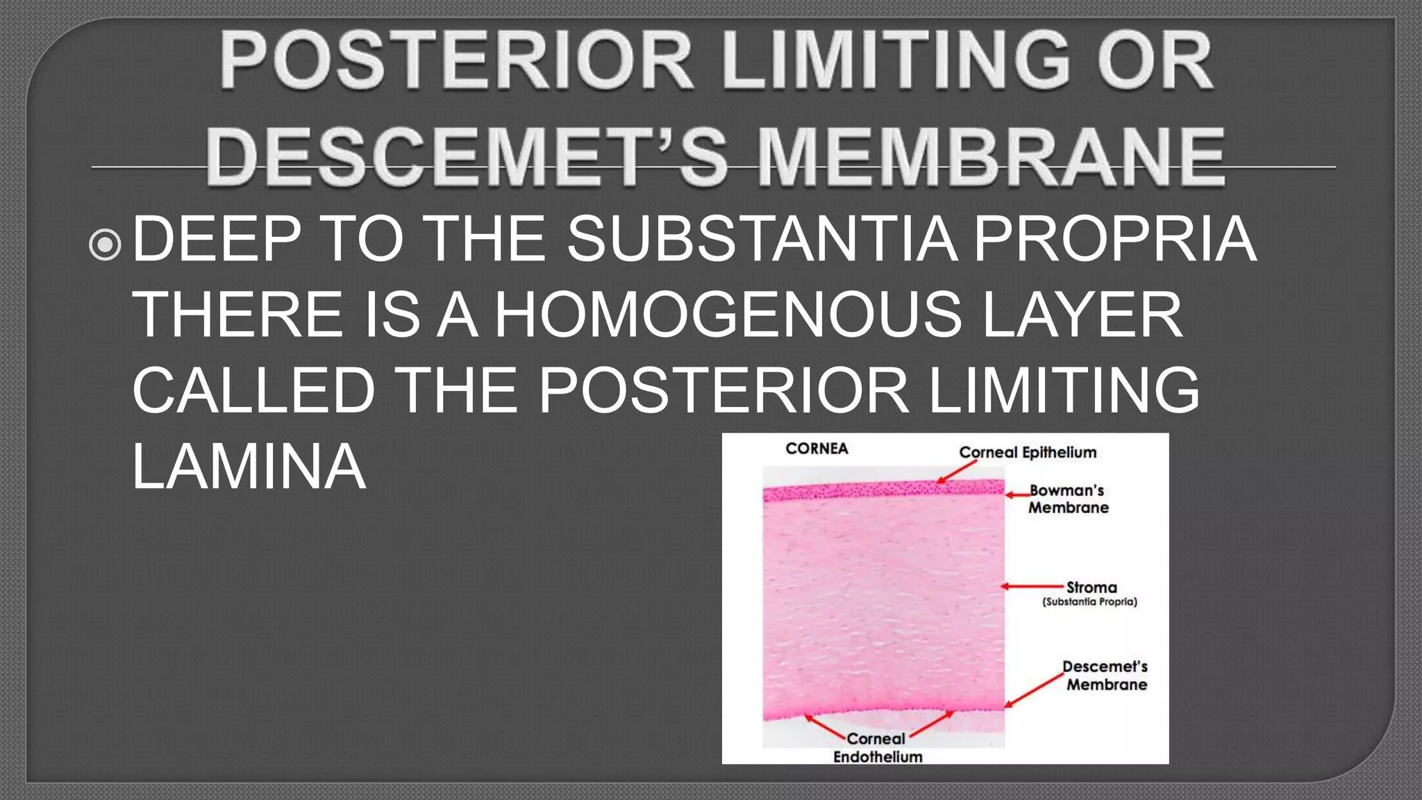 Histology of Cornea | PPTX