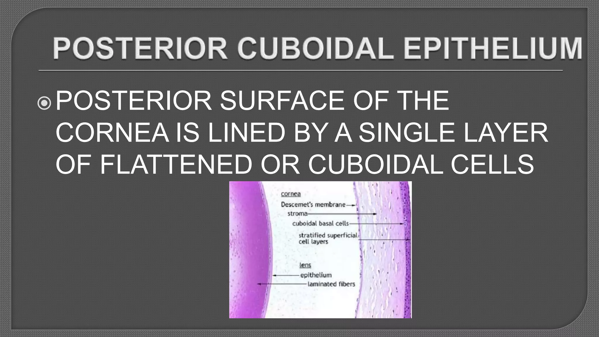 Histology of Cornea | PPTX