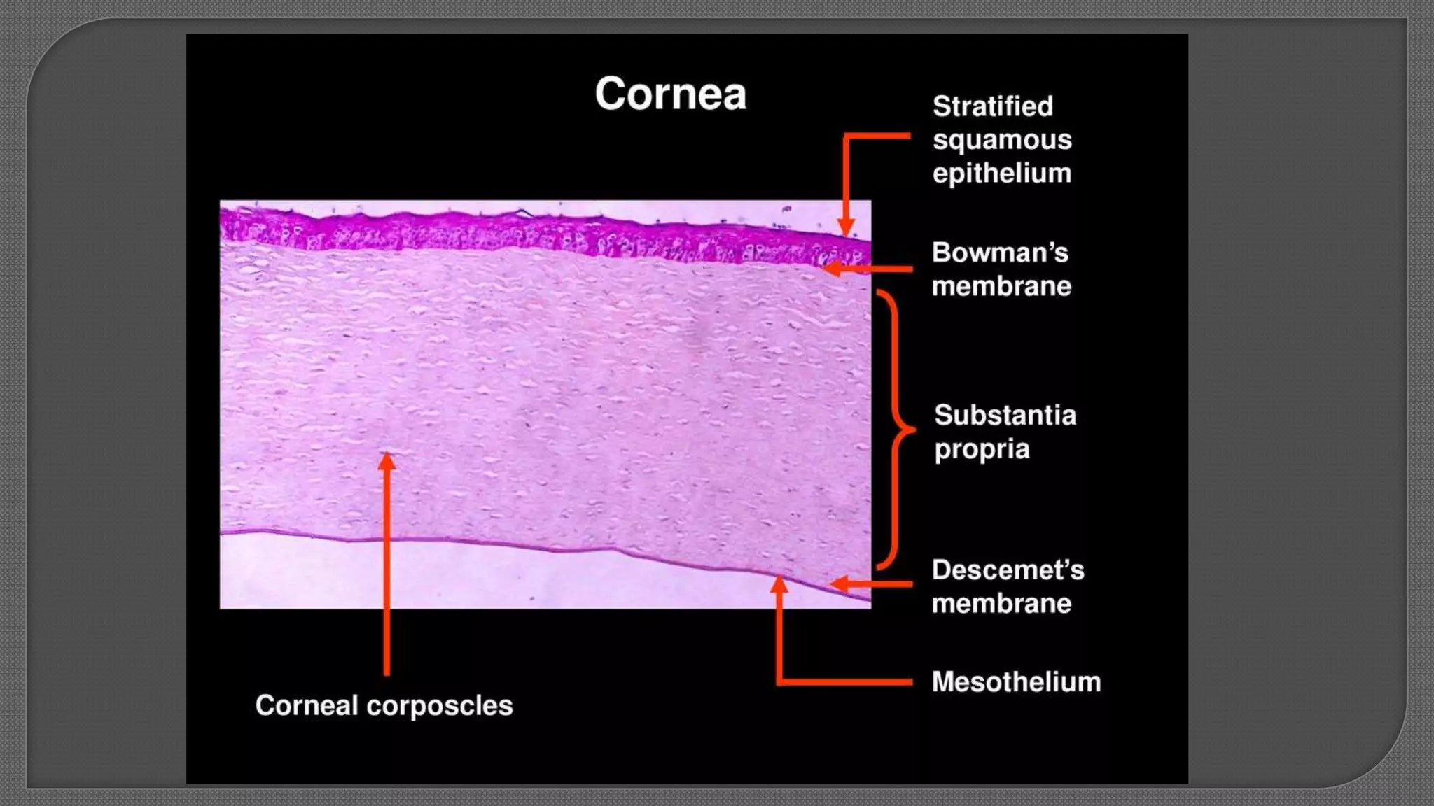 Histology of Cornea | PPTX