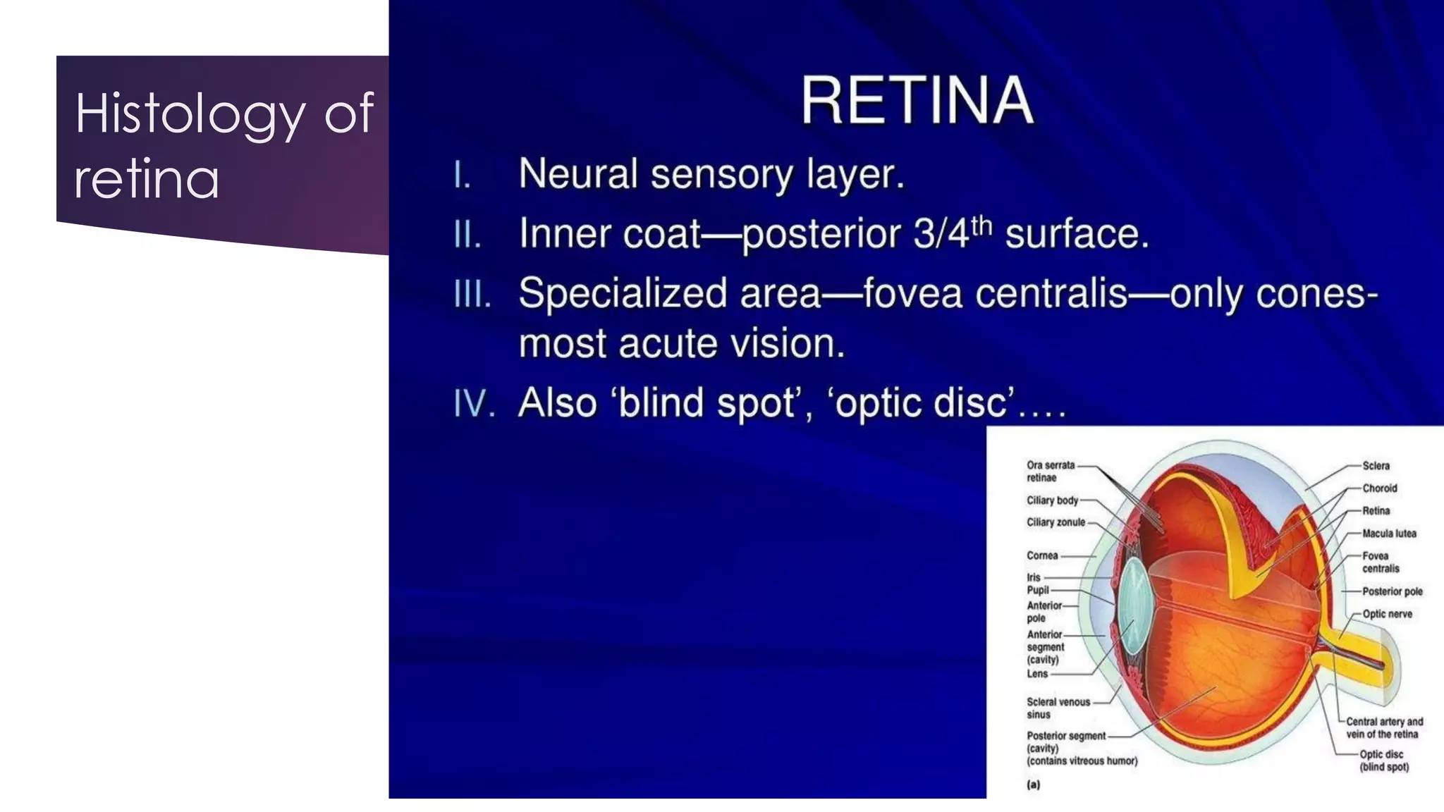 Histology of cornea and retina (1) | PDF