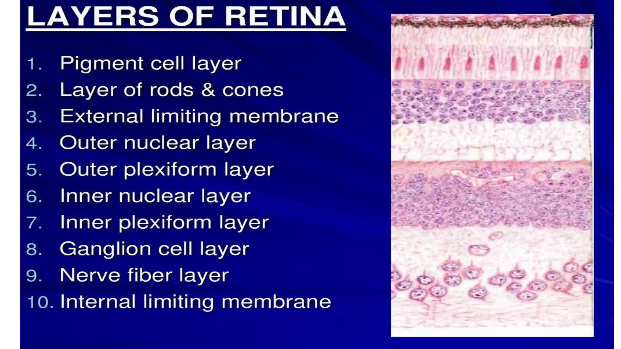 Histology of cornea and retina (1) | PDF
