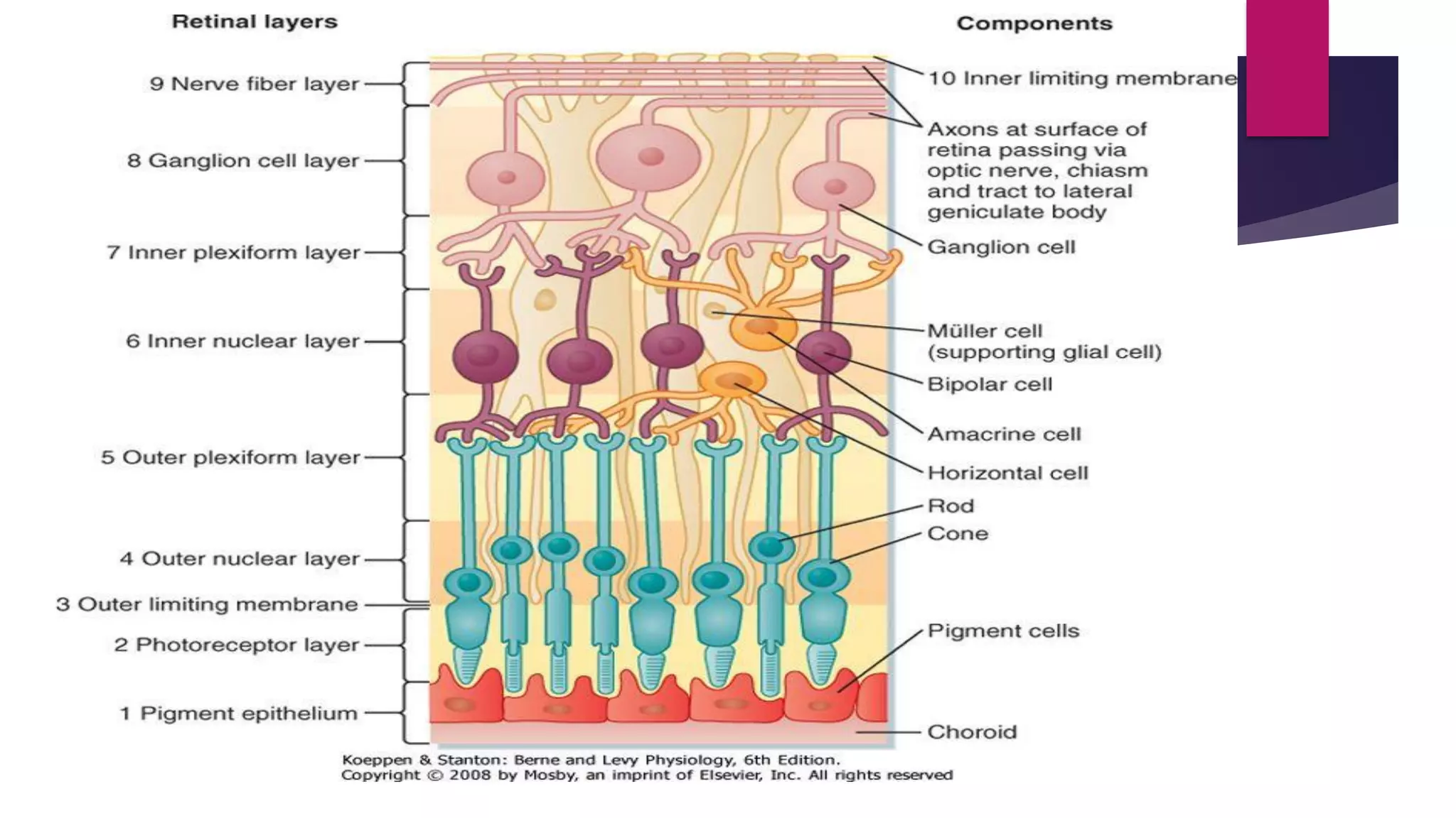 Histology of cornea and retina (1) | PDF