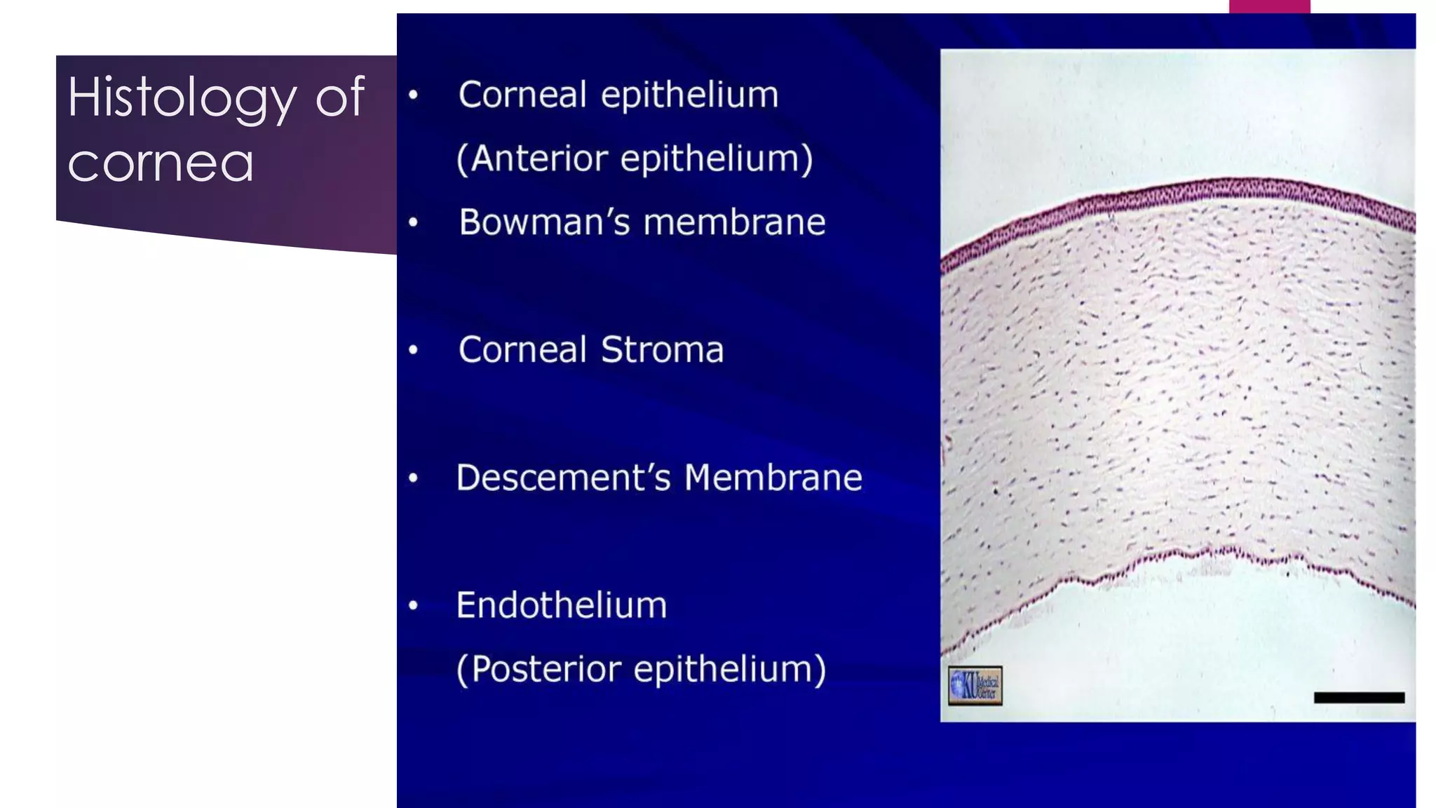 Histology of cornea and retina (1) | PDF