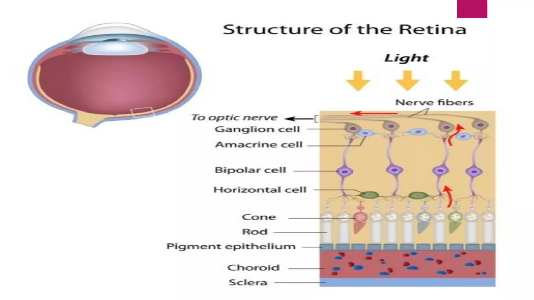 Histology of cornea and retina (1) | PDF