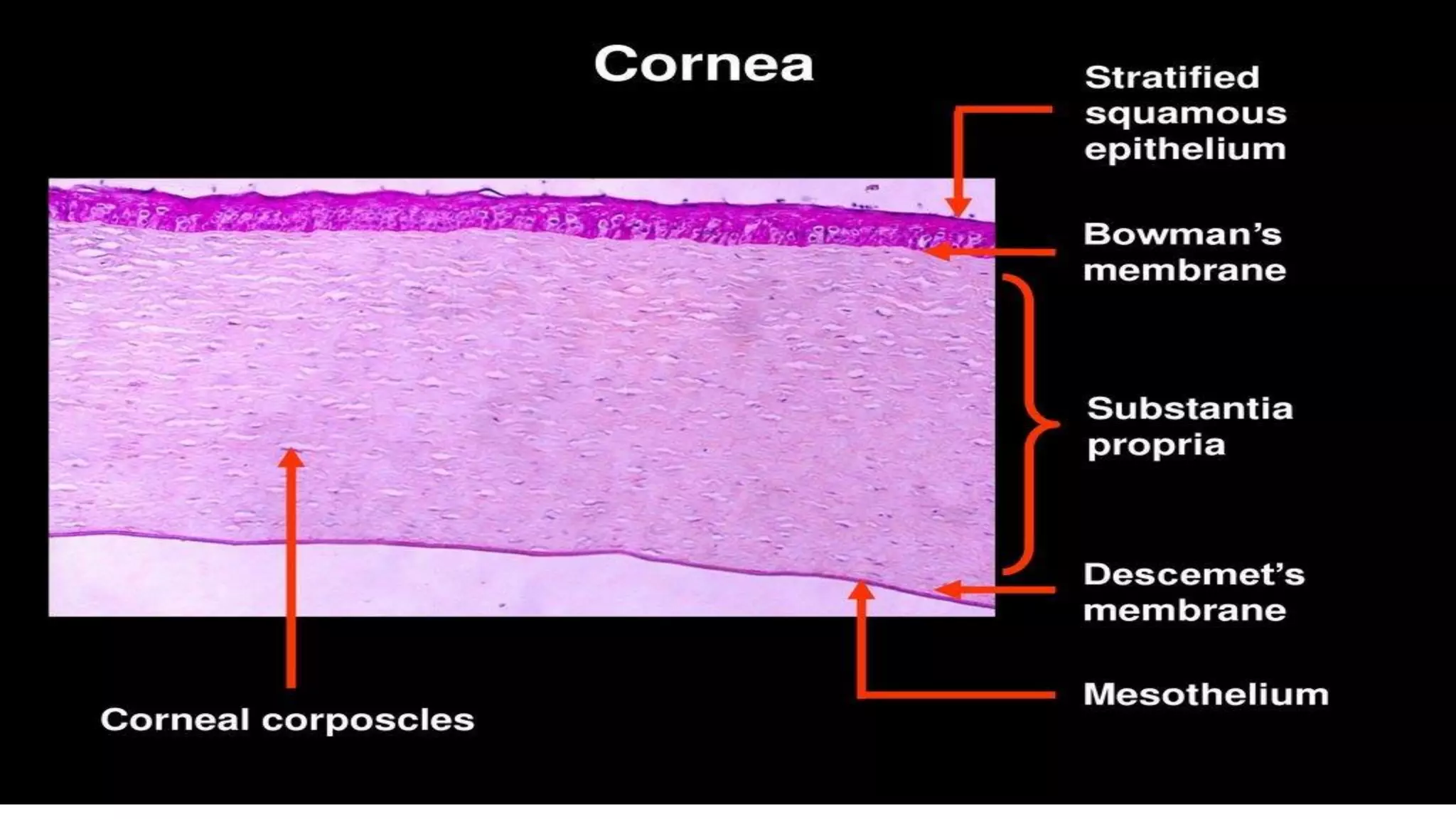Histology of cornea and retina (1) | PDF
