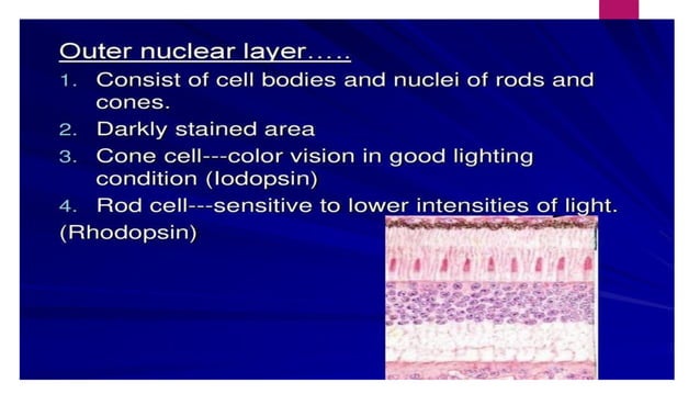 Histology of cornea and retina (1) | PDF