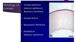 Histology of cornea and retina (1) | PDF