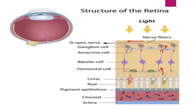 Histology of cornea and retina (1) | PPT