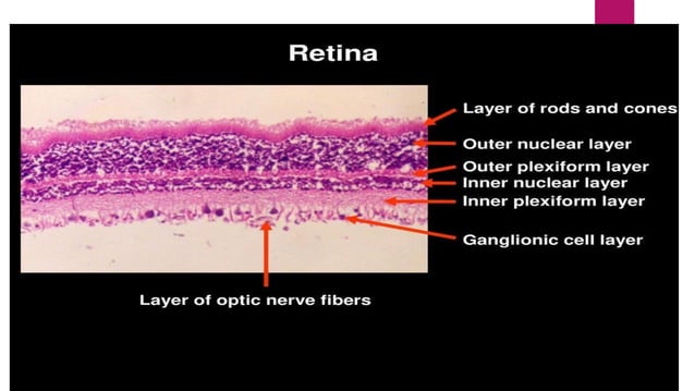 Histology of cornea and retina (1) | PPT