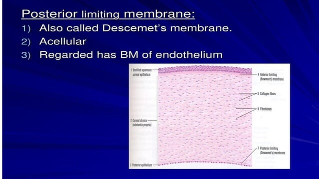 Histology of cornea and retina (1) | PDF
