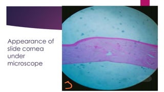 Histology of cornea and retina (1) | PDF