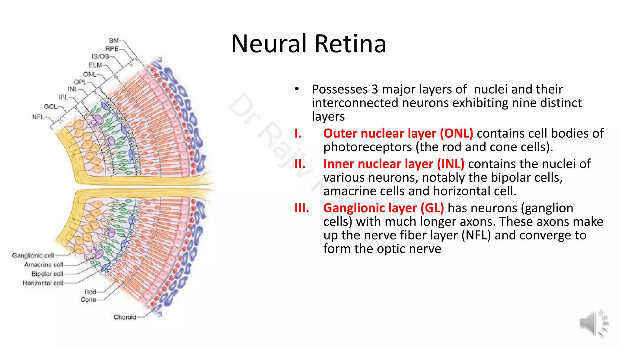 Histology of Cornea & Retina | PDF