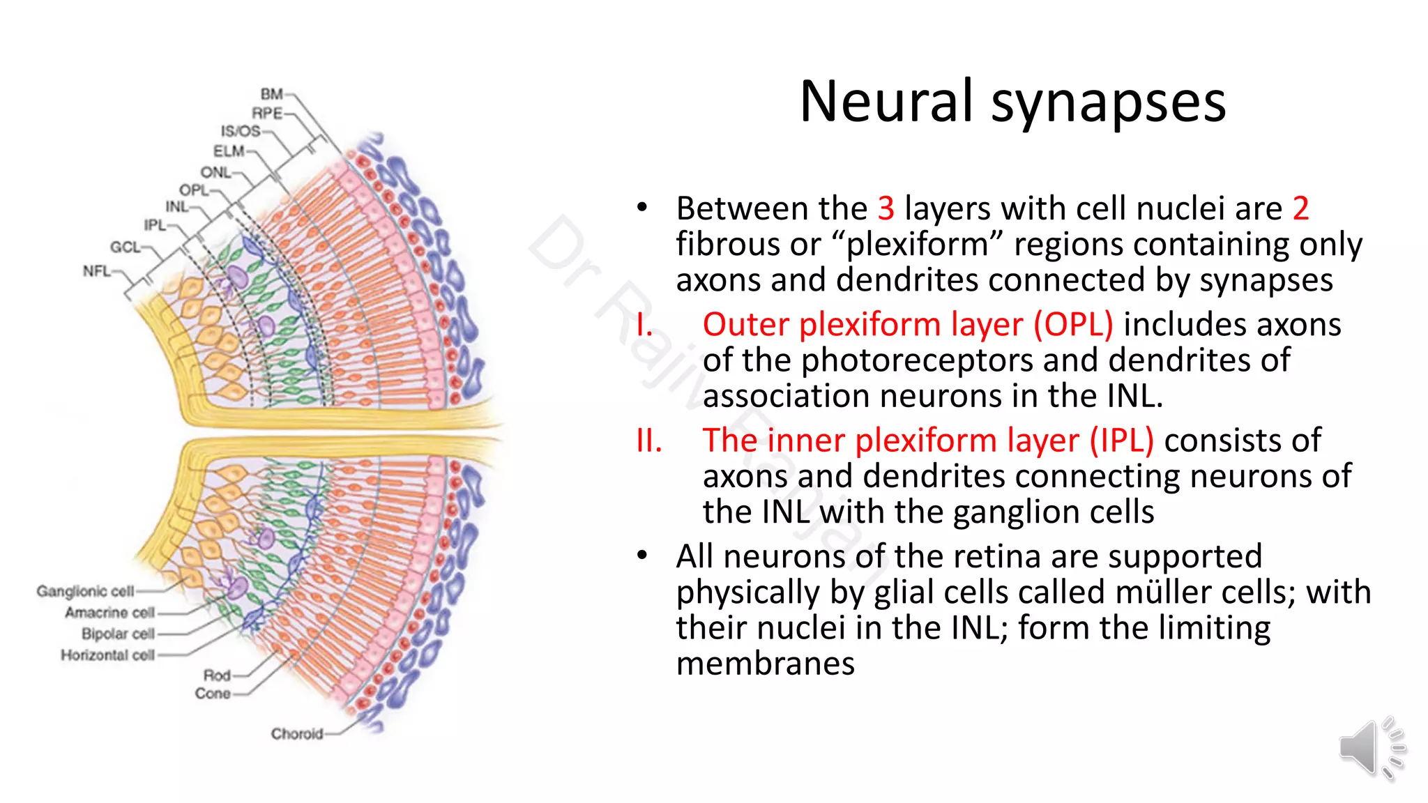 Histology of Cornea & Retina | PDF
