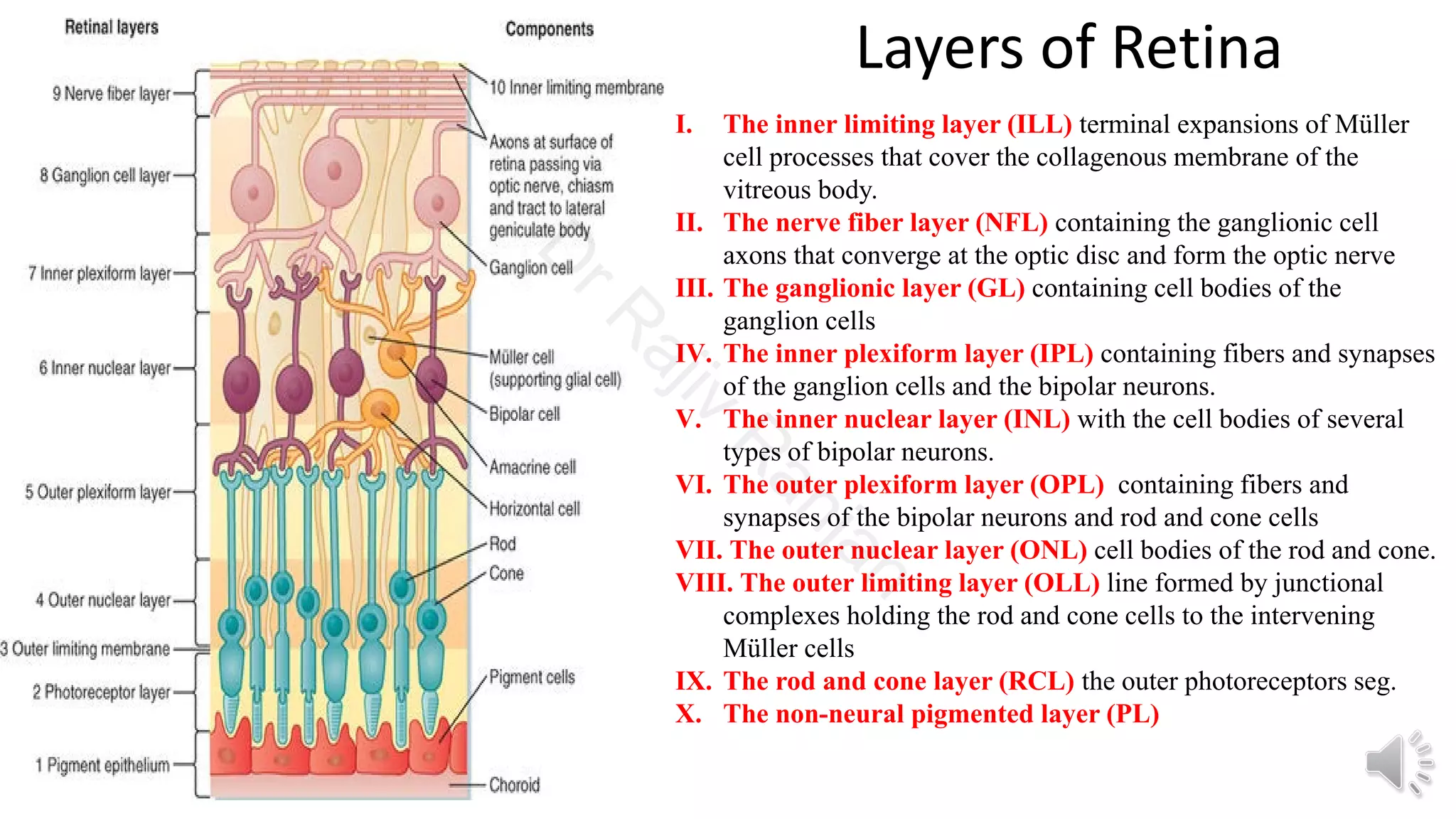 Histology of Cornea & Retina | PDF