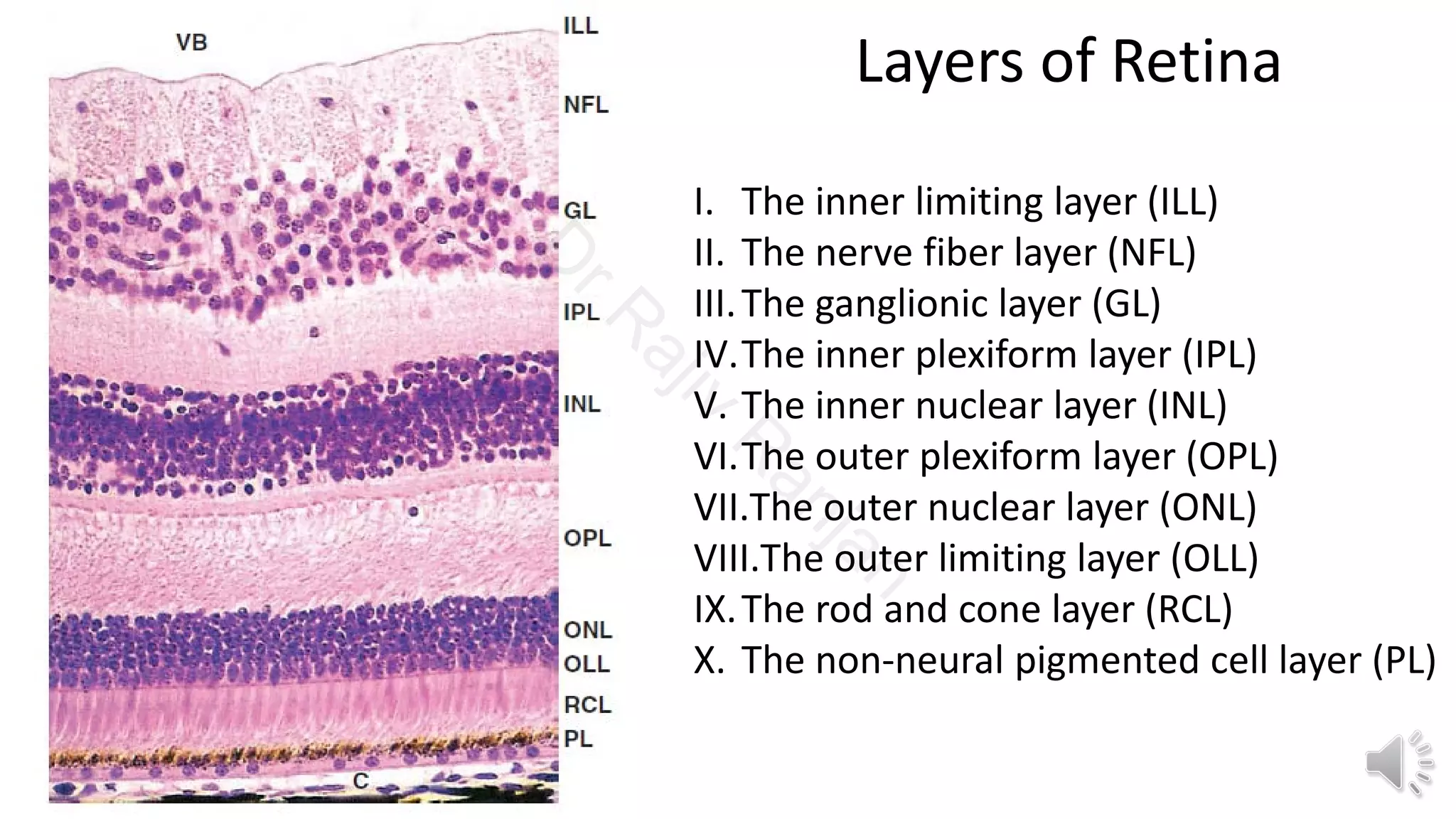 Histology of Cornea & Retina | PDF