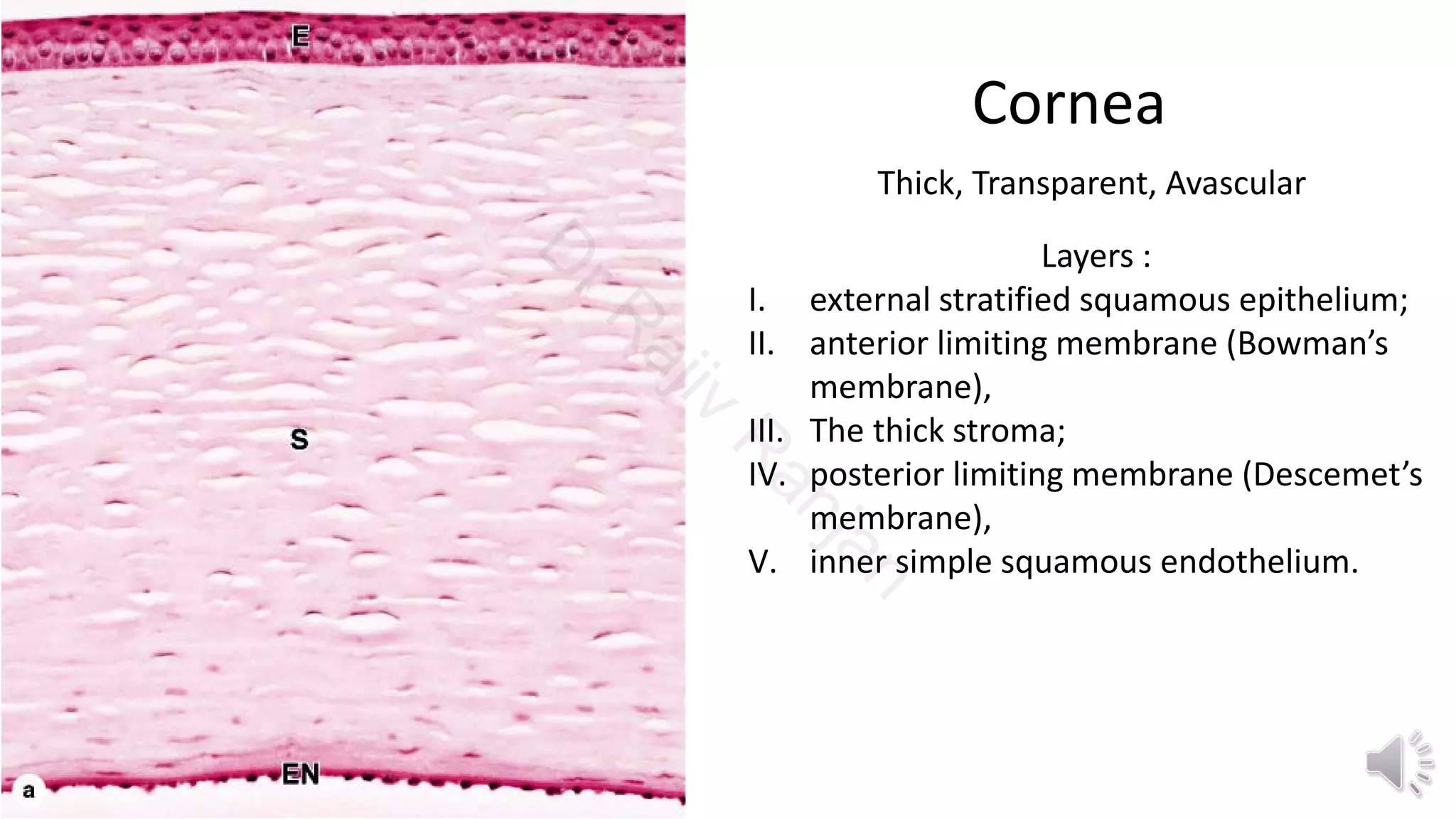 Histology of Cornea & Retina | PDF