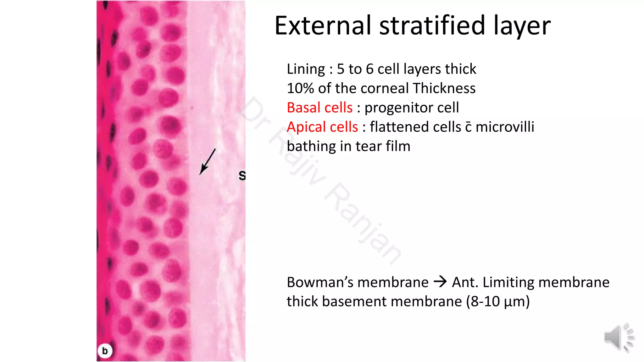 Histology of Cornea & Retina | PDF