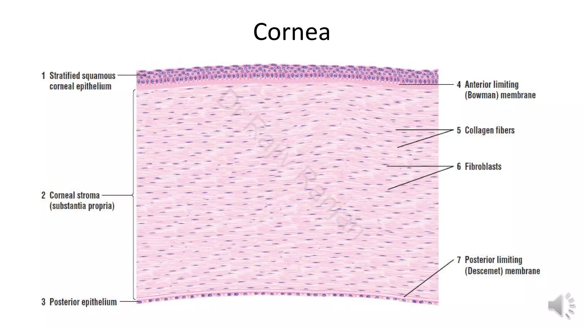Histology of Cornea & Retina | PDF