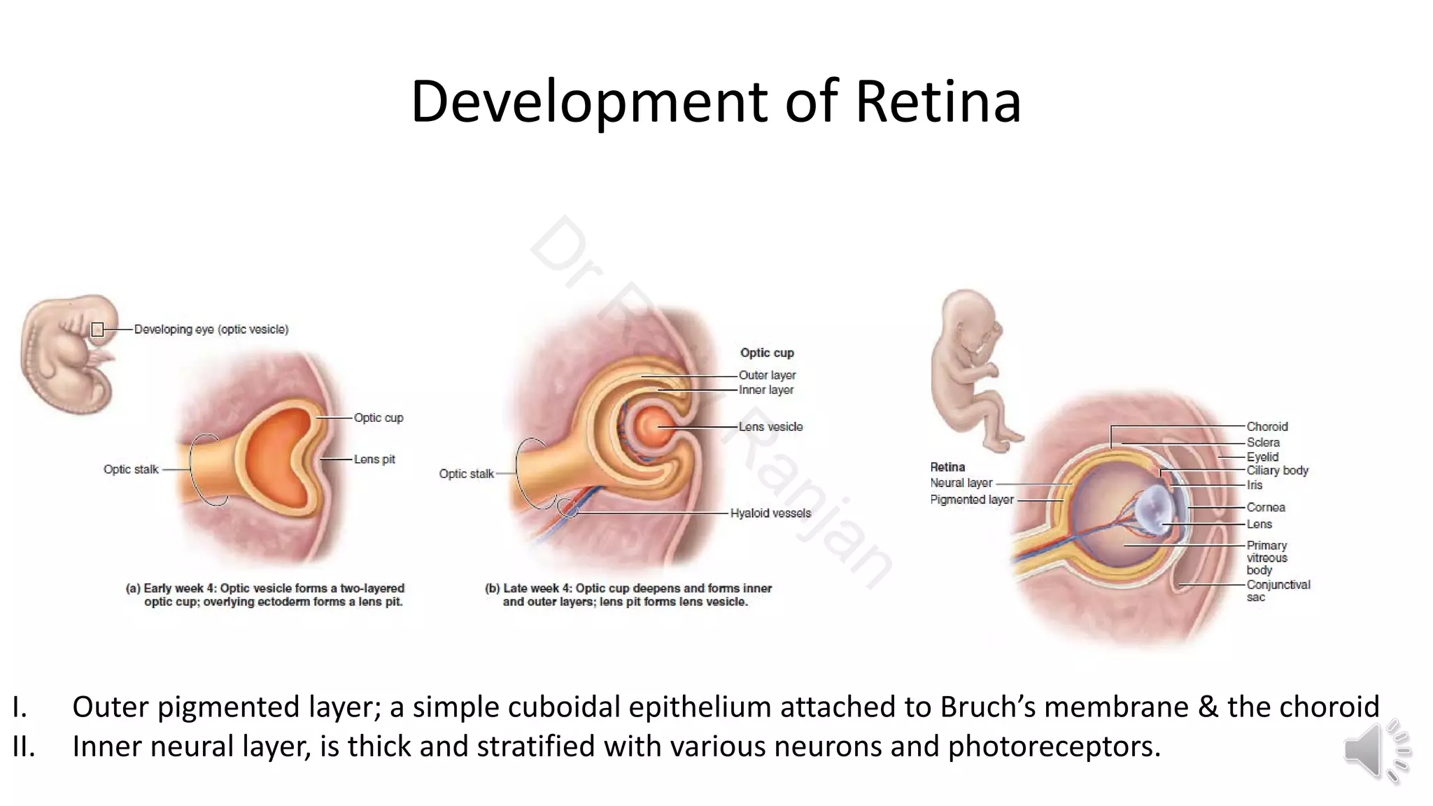 Histology of Cornea & Retina | PDF